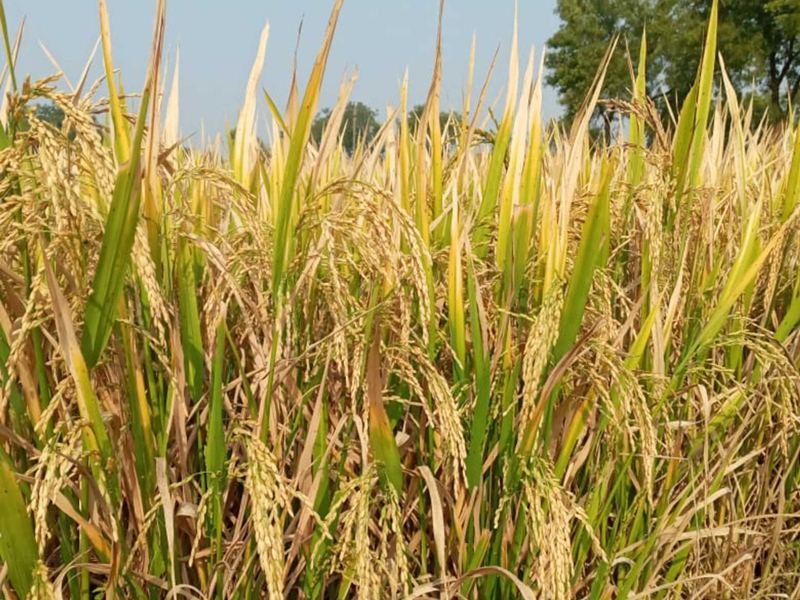 Paddy Purches:धान खरीदी के पहले ही दिन से किसानों के खाते में पहुंचेगा ...