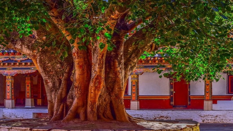 Tree Worshiping: जानिए किस वृक्ष की पूजा करने से कौन सा फल प्राप्त होता ...