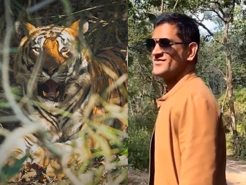 जब MS Dhoni के सामने आ गया एक Tiger, जानिए फिर क्या हुआ