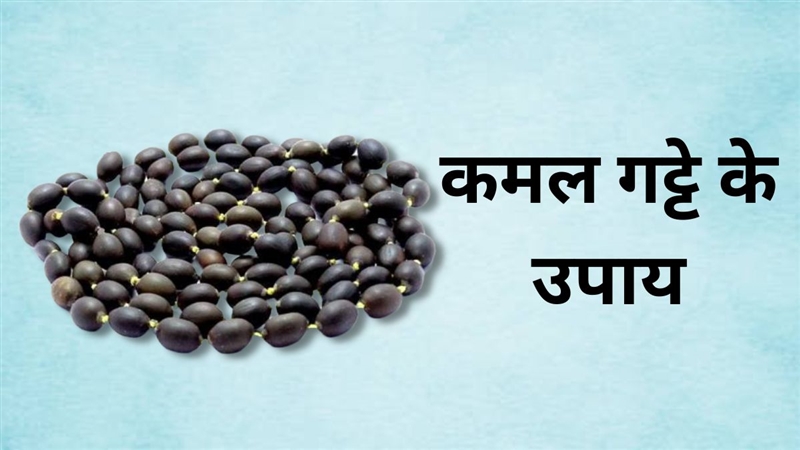 कर लीजिए कमल गट्टे के 5 आसान उपाय कुछ दिन में भर जाएगा खाली पर्स और ...