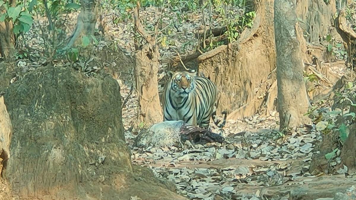 Ambikapur News: झारखंड की ओर बढ़ रहा बाघ,राष्ट्रीय राजमार्ग को पार कर ...