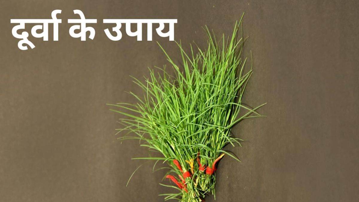दूर्वा के इन उपायों से दूर होंगी आपकी परेशानियां, आर्थिक संकट से मिलेगा ...