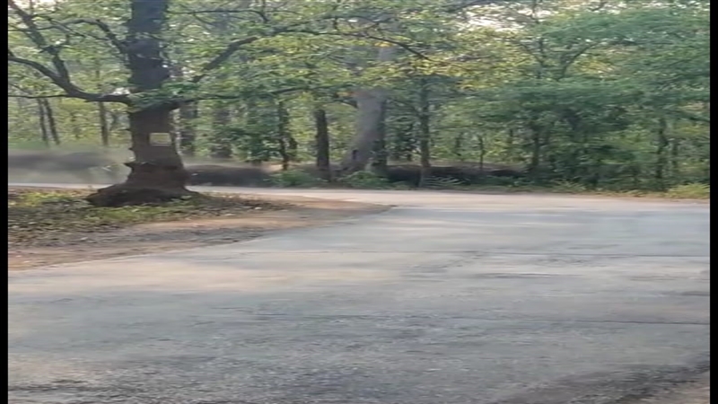 Korba News : पसरखेत वन परिक्षेत्र पहुंचा 24 हाथियों का दल - A team of ...