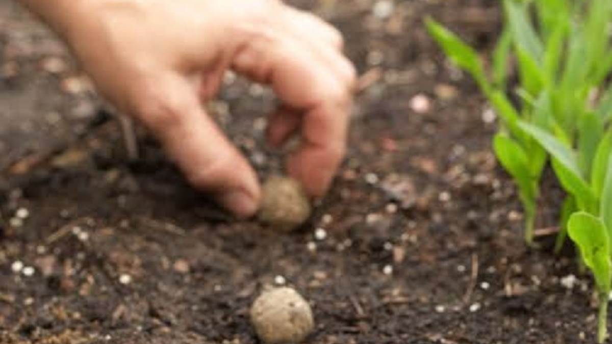 पर्यावरण संकट से मुक्ति, सीड बाल से लौटेगी हरियाली - Freedom from ...