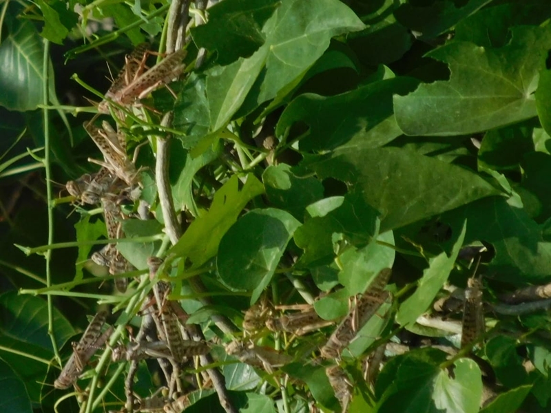 Tiddi attack in Madhya Pradesh : नीमच में दूसरे दिन भी आ धमका टिड्डी दल ...