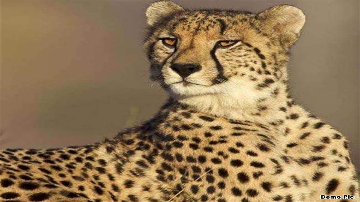 Cheeta in Madhya Pradesh: अक्टूबर में मध्य प्रदेश आ सकते हैं पांच जोड़ी ...