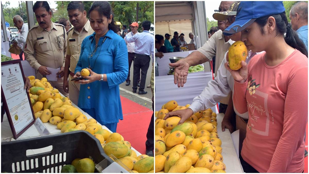 Mango Festival in Bhopal: 11 जिलों से भोपाल में आई आम की बहार, मधुर ...