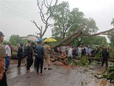 Dhamtari News: पेड़ ने रोका लोगों का रास्‍ता, सवा घंटा तक हाईवे पर जाम ...