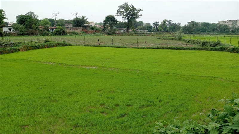Korba Weather News: दिन भर की झमाझम वर्षा से रोपा खेती की राह हुई आसान ...