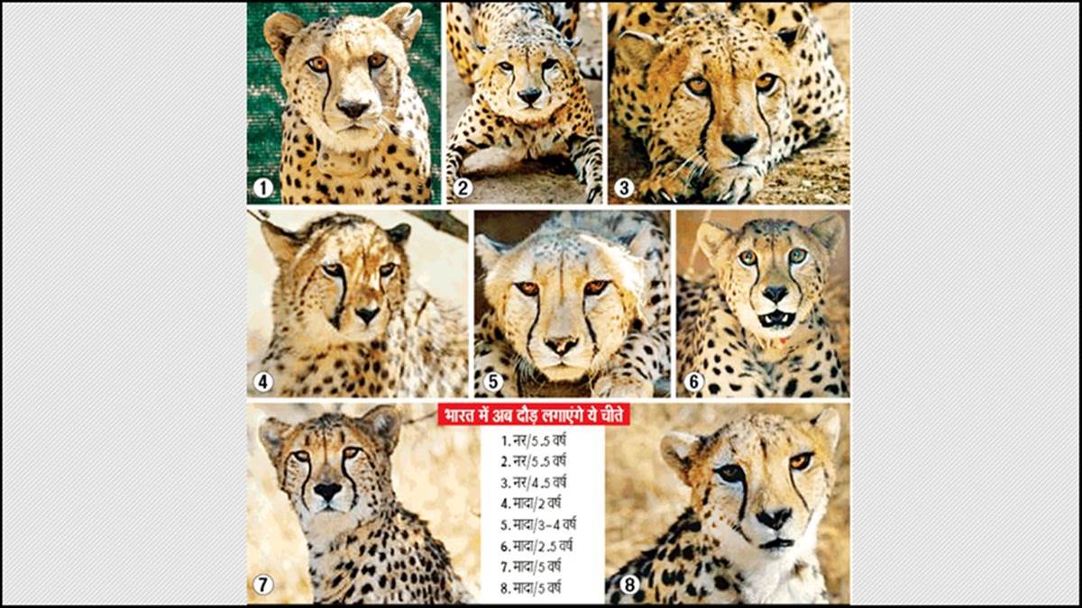 Cheetah in MP: कूनो पालपुर नेशनल पार्क में क्वारंटाइन अवधि में चीतों को ...