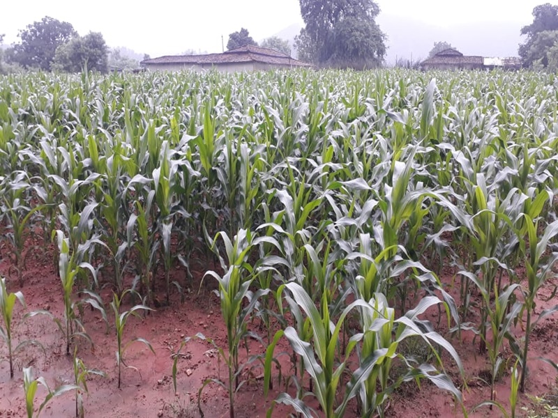 Agriculture News: धान और आलू पर भारी पड़ रहा है मक्का, चालू मौसम में ...