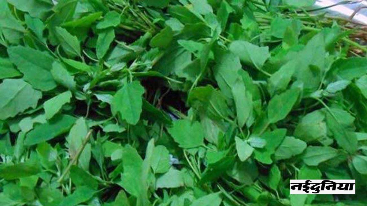 Bathua Saag Benefits: सर्दियों में इम्यूनिटी बढ़ाती है बथुआ की साग, इन ...
