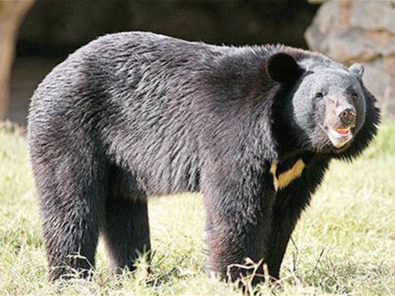 कांकेर में कुएं में गिरा भालू, वनकर्मियों ने घंटों की मशक्कत के बाद ...