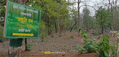 Seoni News : लामाजोती का जंगल प्रकृति से गुलजार, यहां करीब से होते है ...