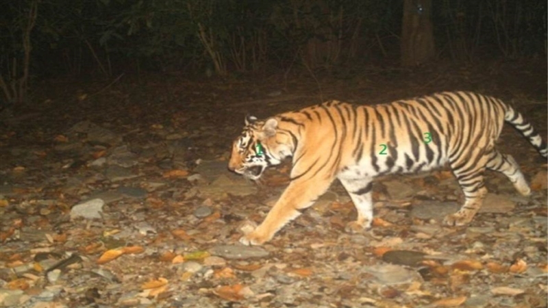 Tiger in Madhya Pradesh: मध्य प्रदेश में अब बाघों के लिए तैयार किए ...