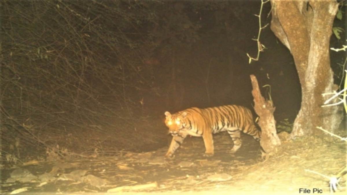 Tiger Captured in MANIT: चूरना रेंज के बाडे में रखा जाएगा मैनिट से ...