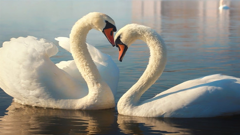 VASTU TIPS: घर में सुख-शांति धन दौलत के लिए इस दिशा में लगाएं दो हंसों की तस्वीर - VASTU TIPS ...