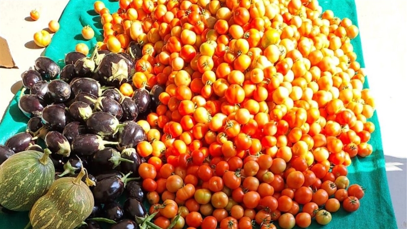 Smart Farming: आइआइएम इंदौर खुद सब्जियां उगाकर दूसरे संस्थानों को दे ...