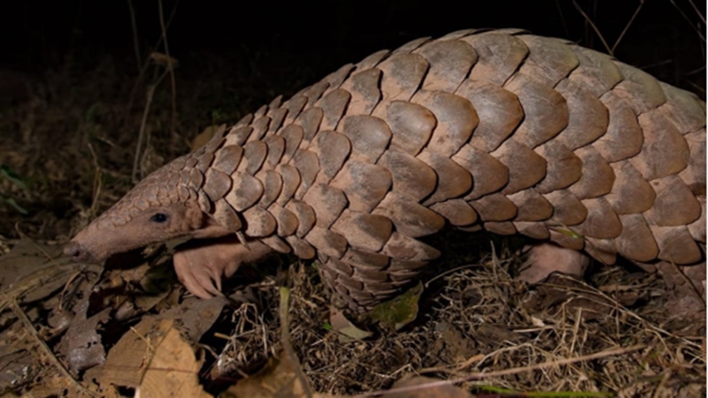 World Pangolin Day Special : भारत का पहला प्रोजेक्ट रेडियो टैग लगाकर ...