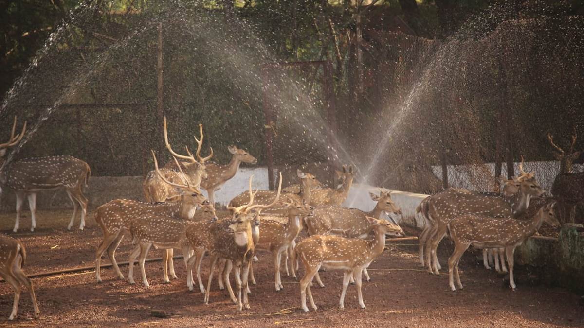 जंगल सफारी से मैत्रीबाग पहुंचे बर्किंग डियर के साथ चार शाही, फीमेल ...