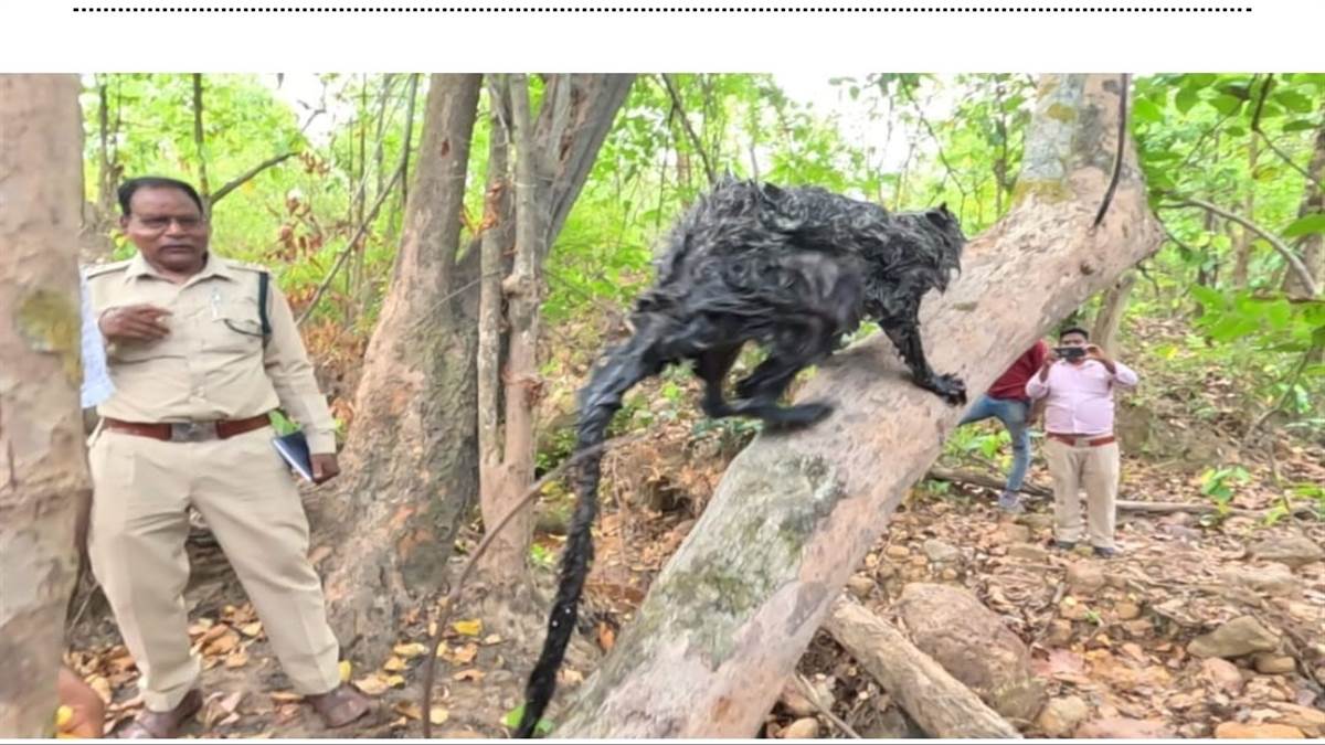 Korba Wildlife News: रात को जंगल से गुजरते ट्रक के साथ शहर पहुंची उड़न ...