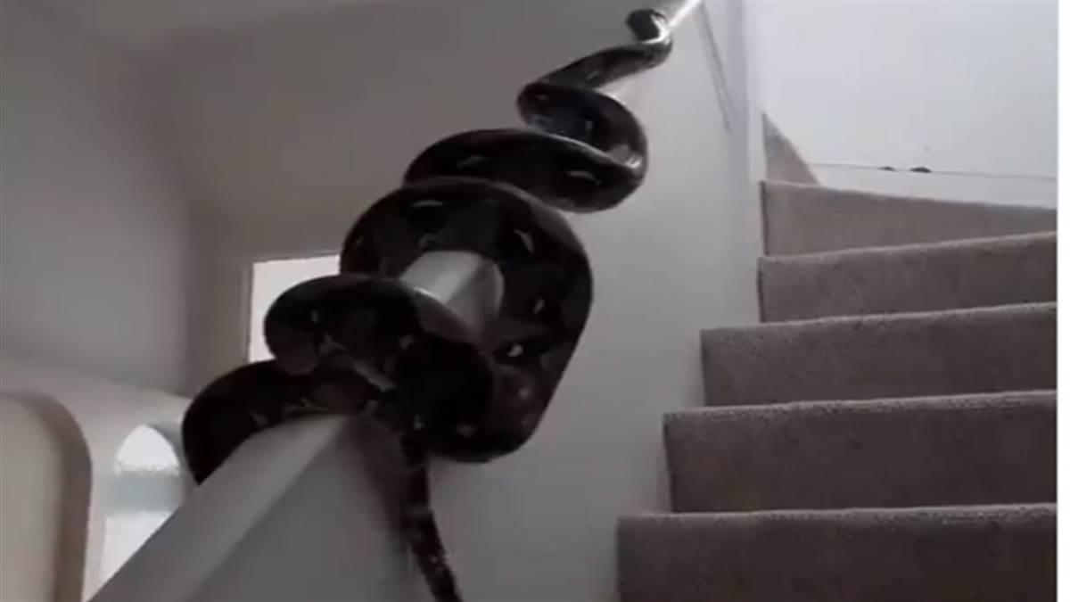 Viral Video Of Huge Python: दीवार पर सरकते हुए चढ़ते अजगर का वीडियो देख ...