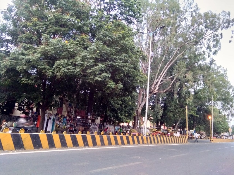 Jabalpur News: सड़क, डिवाइडर पर आधे झुके पेड़-पौधे वाहन चालकों के लिए ...