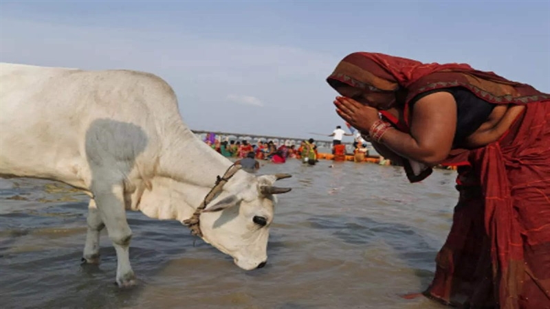 Astro Tips: गाय का ये उपाय चमका सकता है भाग्य नहीं सताएगा कोई दुख ...