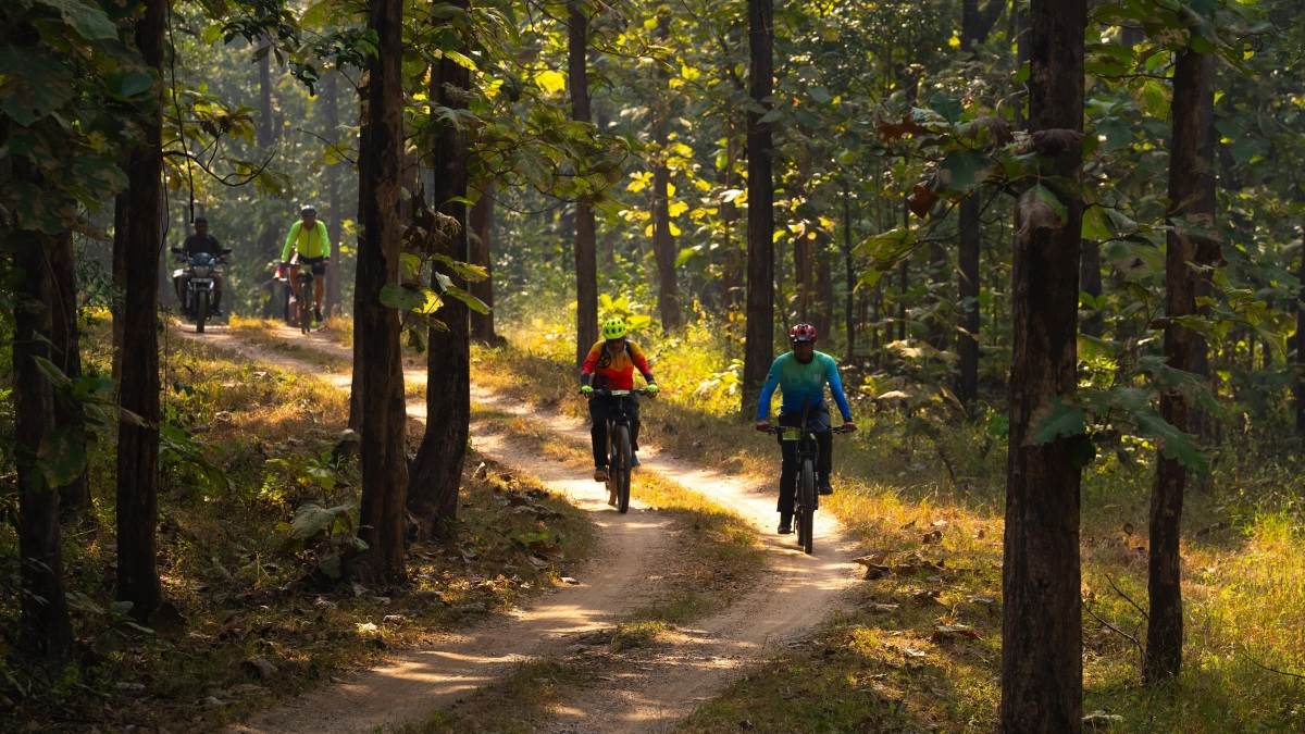 MP Tiger Sanctuary: बाघों के घर में फिर लौट रहा ट्रैकिंग का दौर, विदेशी ...