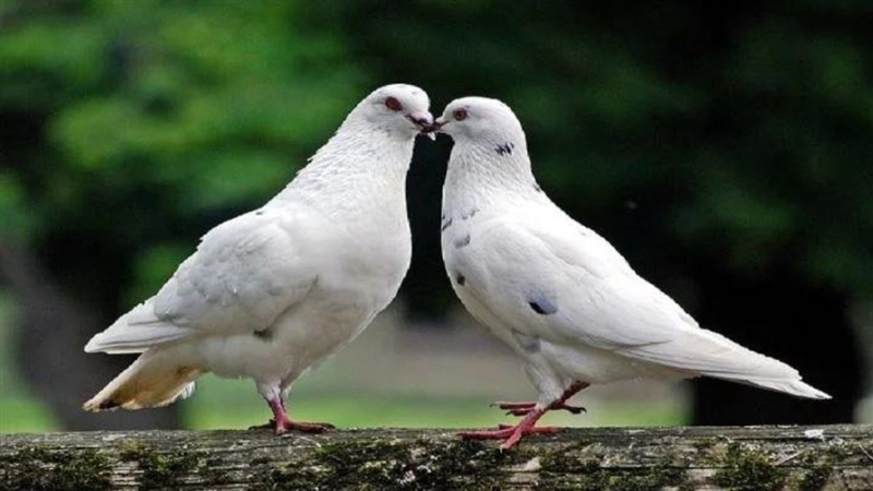 कबूतरों को दाना डालना शुभ या अशुभ जानिए ज्योतिष शास्त्र के नियम - Know ...