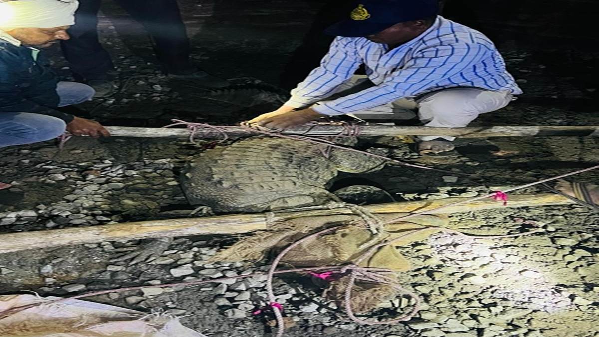 Dindori News : दमोह के तेंदूखेड़ा में नदी से निकले दो मगरमच्छ ...