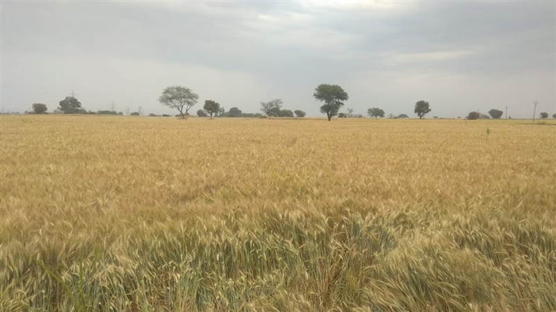 Seoni: बरघाट में जोरदार तो जिले में कहीं बूंदाबांदी कहीं हुई रिमझिम ...