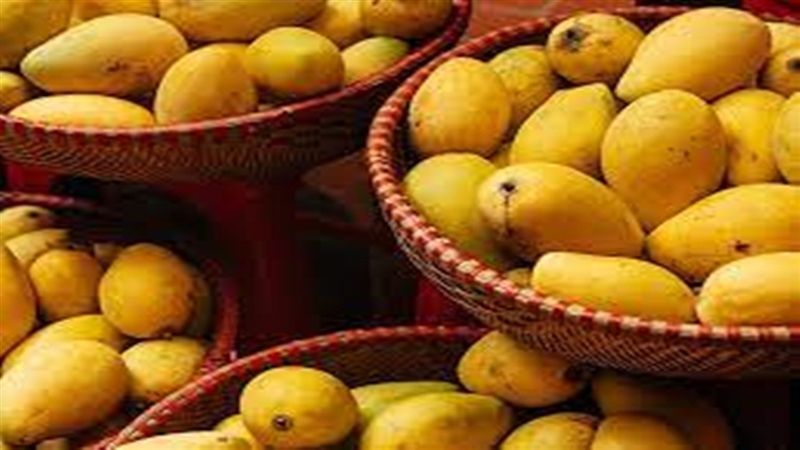Craze of Mango taste: आम के स्वाद की दीवानगी सिर चढ़कर बोल रही हापुस व ...