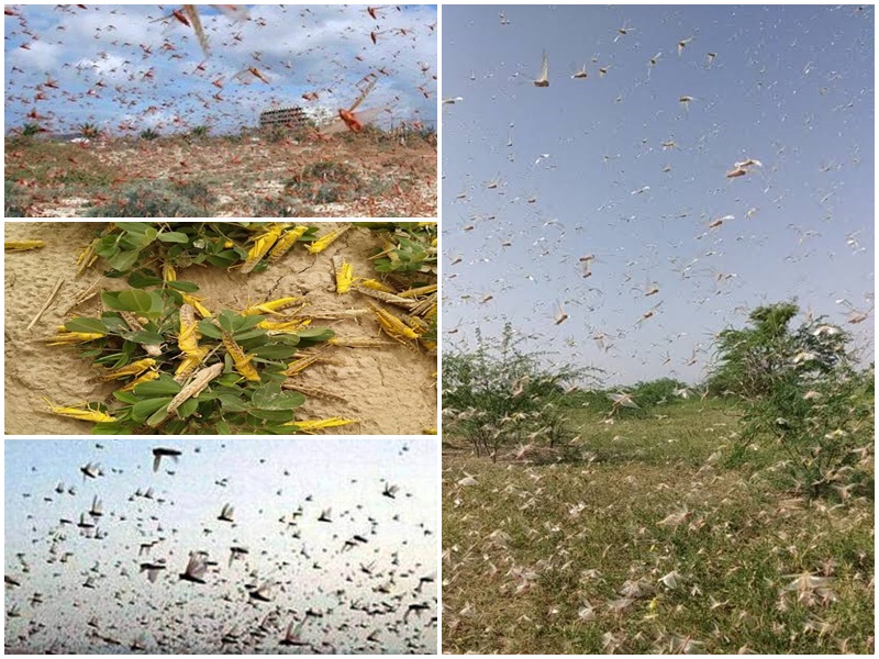 Tiddi Dal Attack : राजस्थान में इस बार टिड्डी का प्रकोप दो से तीन गुना ...