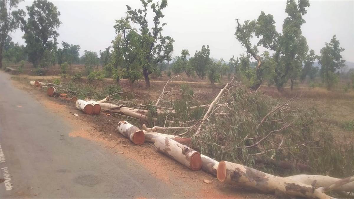 बिना अनुमति सरपंच ने कटवा दिए दो दर्जन हरे पेड़ - Sarpanch cut two ...