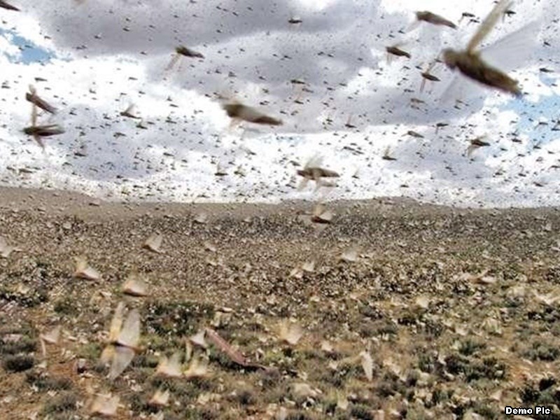 Tiddi Attack in Madhya Pradesh :राजस्थान से रवाना हुआ टिड्डी दल, तीन ...