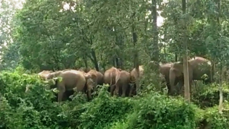 Korba Wildlife News: पसान रेंज में फिर पहुंचा हाथियों का दल वन अमले की ...