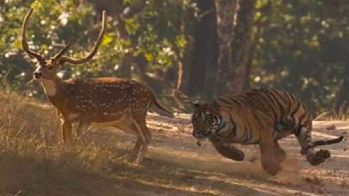 MP Tiger Reserve: मध्य प्रदेश में शाकाहारी वन्य प्राणियों की ...
