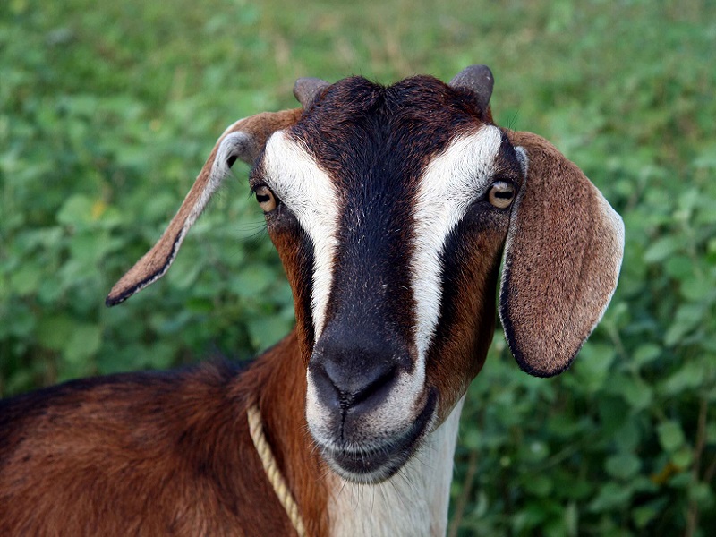 Goat Palan Yojana : बकरी पालन योजना पशुओं में बकरी पालन लाभ के लिए ...