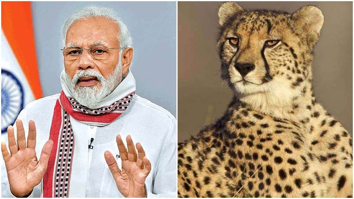 Cheetah Project in MP : प्रधानमंत्री आज चीता परियोजना की करेंगे समीक्षा ...