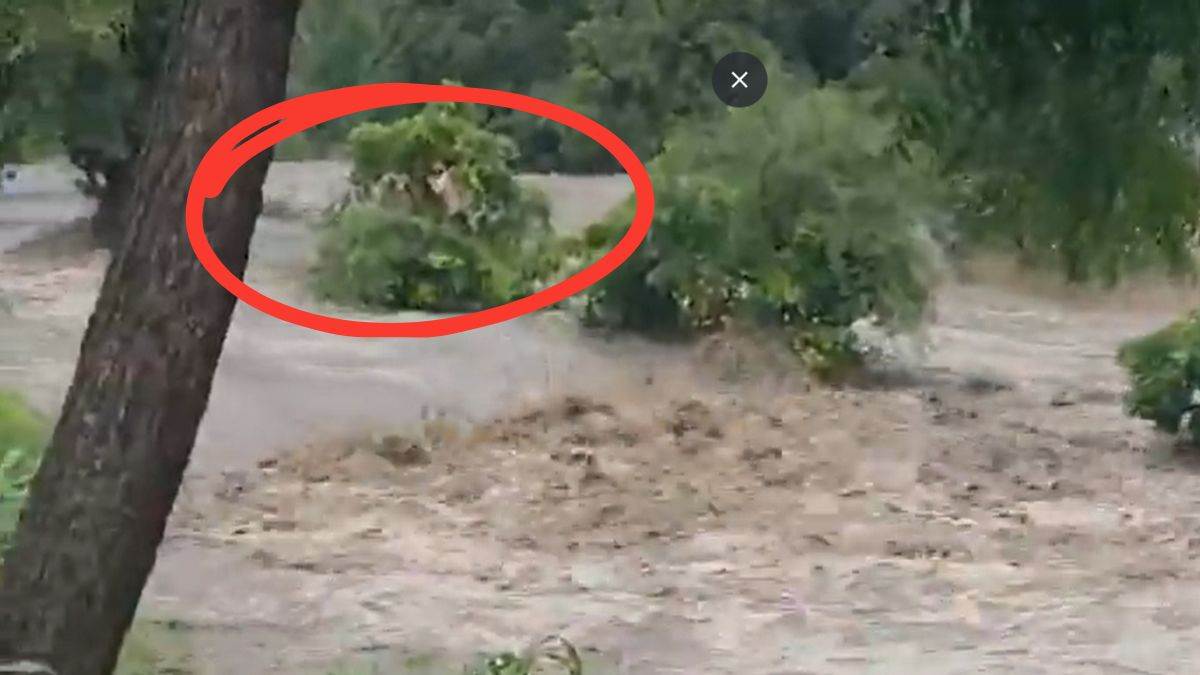 Rajasthan Flood: तालाब फूटने से अचानक आई बाढ़ में फंसी स्कूल वैन ...