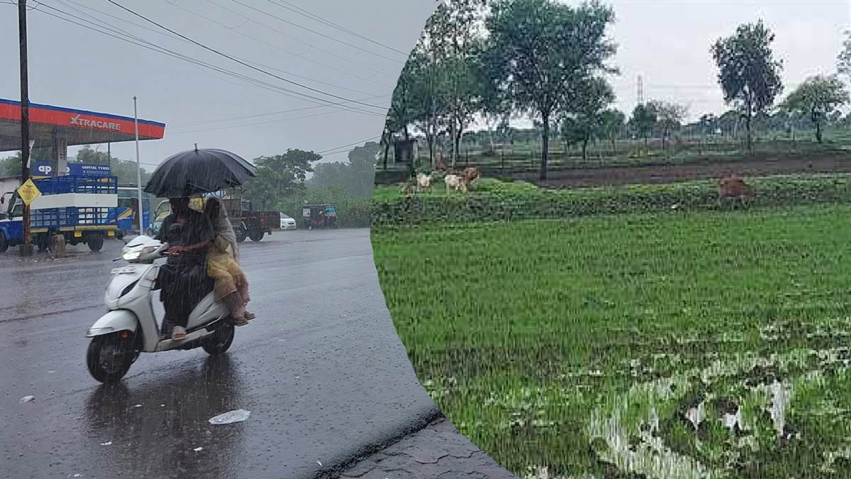 Rain in Seoni: सूख रही फसलाें पर बरसा मानसून का अमृत, किसानों को राहत ...