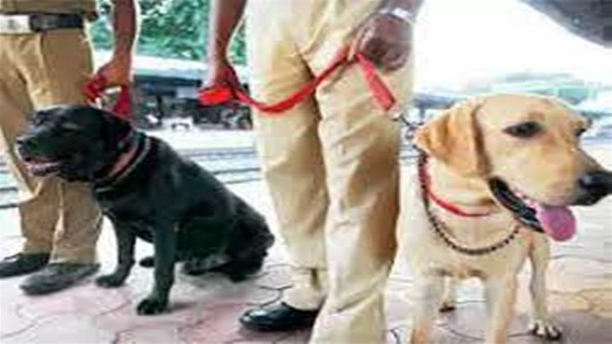 Cheetah in MP: चीतों की सुरक्षा में डाग को किया तैनात, शिकारियों से ...