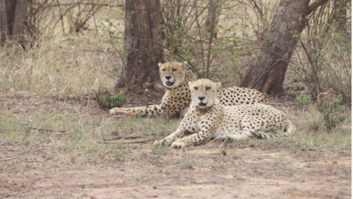 Kuno National Park: 62 दिन बाद क्वारंटाइन से बड़े में बाड़े में रिलीज ... Kuno National Park: 62 दिन बाद क्वारंटाइन से बड़े में बाड़े में रिलीज ...