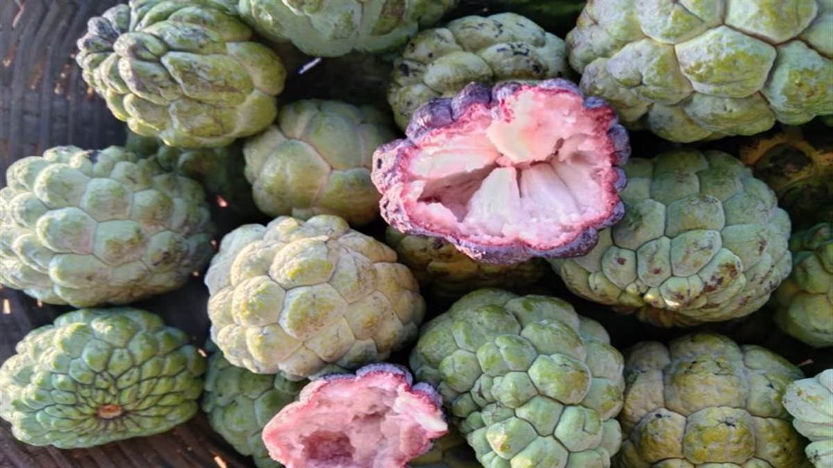Pink Custard Apple: मध्य प्रदेश के मांडू में गुलाबी रंग का सीताफल देख ...