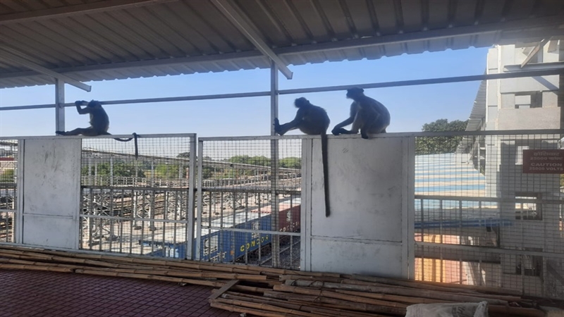 उसलापुर स्टेशन बना लंगूरों का ठिकानाघबराते हैं यात्री - Uslapur station ...