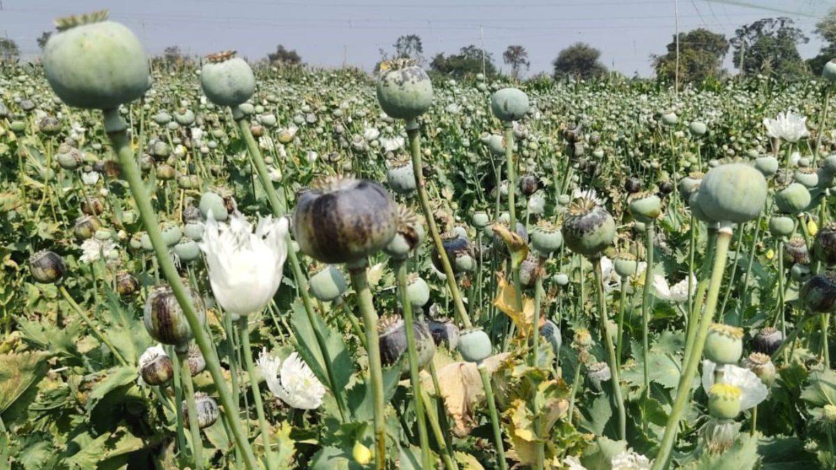 Mandsaur News: मंदसौर में अफीम की फसल में लग रहा रोग, काले पड़ रहे डोडे ...