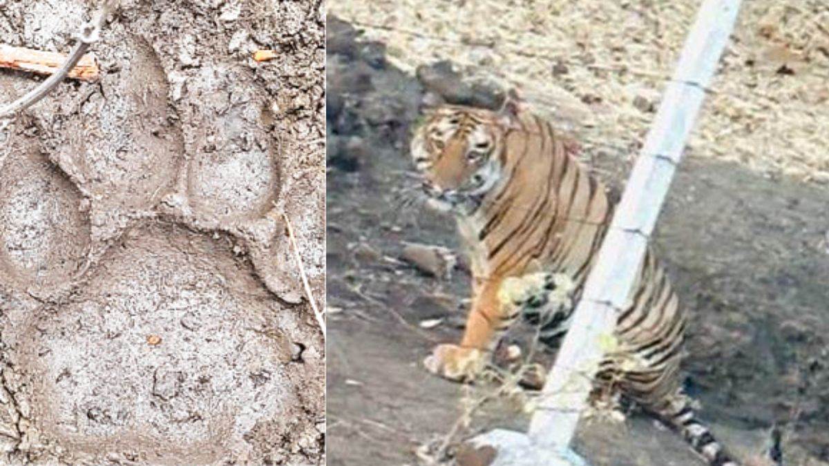 Tiger in Mhow: महू में बुजुर्ग का शिकार करने वाले बाघ को ट्रैक्यूलाइज ...