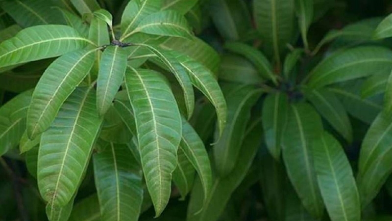 Astrology News: मांगलिक कार्यों में आम के पत्तों का प्रयोग क्यों जानिए ...