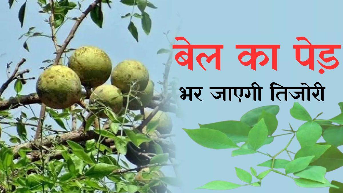 घर की इस दिशा में लगाएं भगवान शिव का पसंदीदा पौधा, मां लक्ष्मी पैसों से ...